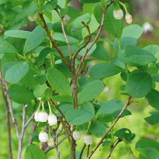 Scandinavian Mountains - Flora and Fauna