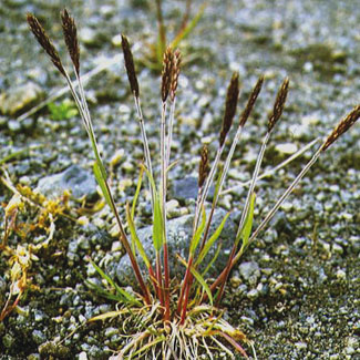 Scandinavian Mountains - Flora and Fauna