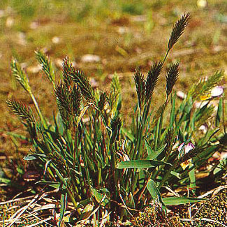 Scandinavian Mountains - Flora and Fauna