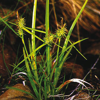 Scandinavian Mountains - Flora and Fauna
