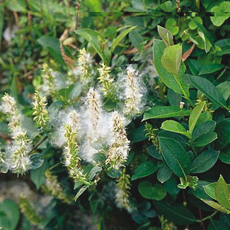 Scandinavian Mountains - Flora and Fauna